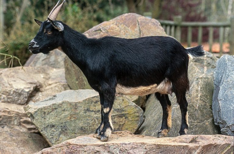Nigerian Dwarf Goat - Breed Profile - Goat Journal